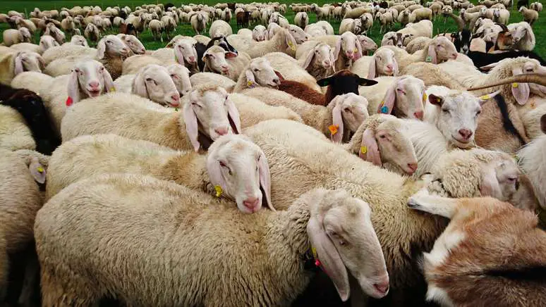 SIC Code 021 - Livestock, Except Dairy and Poultry